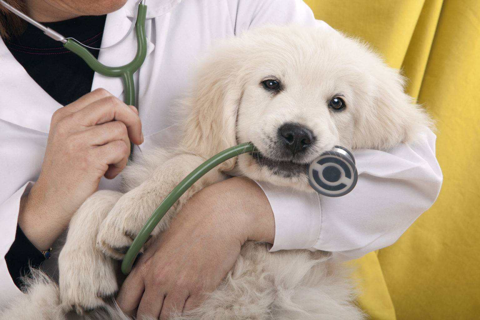 Atlas Vet in Washington, DC | Veterinary Care & Services